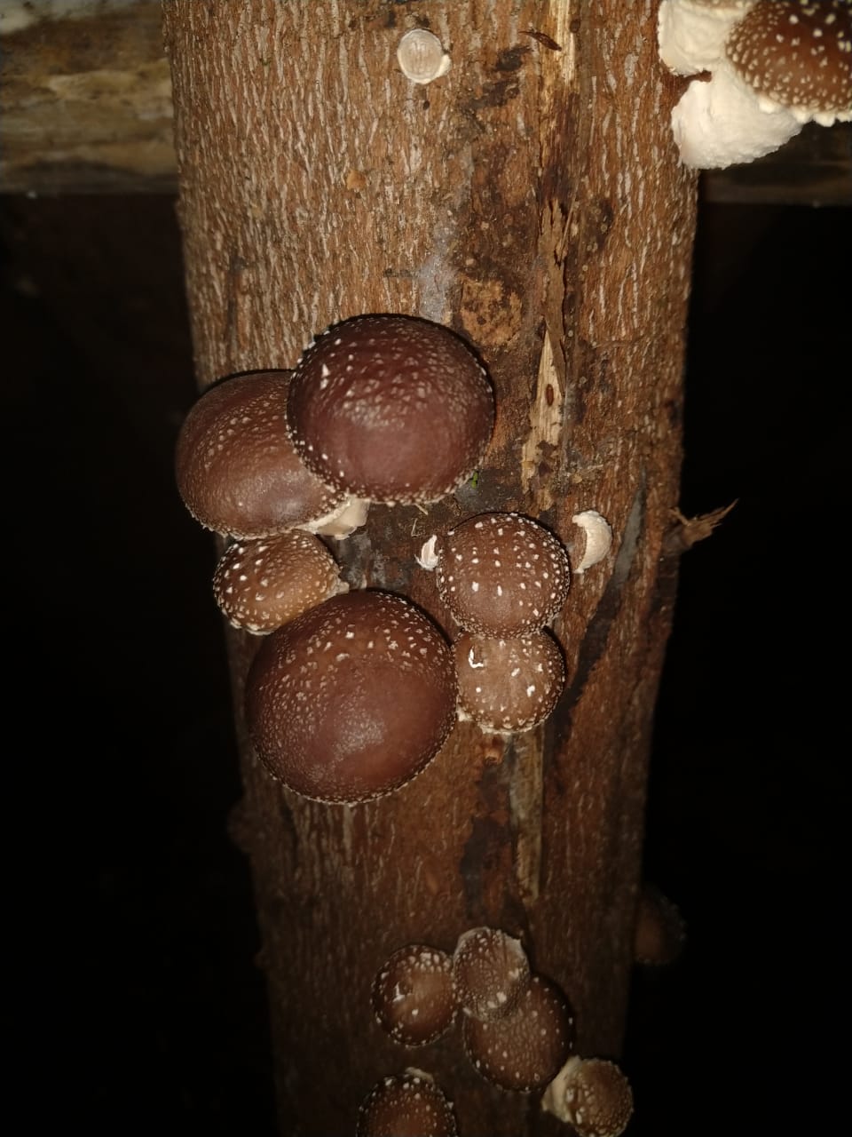 Cogumelo Shiitake (200g) – Sitio Aborígene – Produtos Ecológicos ...
